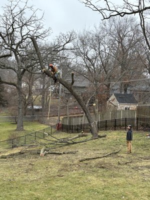 RED OAK TREE SERVICE - Updated January 2026 - 27 Photos & 22 Reviews ...