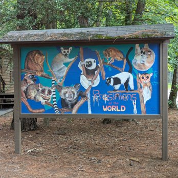 DUKE UNIVERSITY LEMUR CENTER - Updated December 2025 - 394 Photos & 85 ...