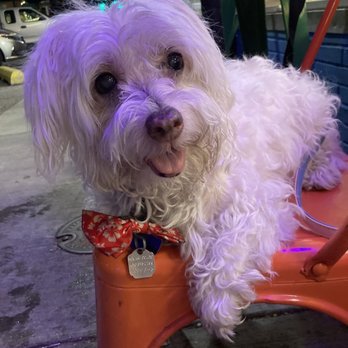 THE FROYO HOUSE - Updated December 2025 - 31 Photos & 36 Reviews - 550 ...