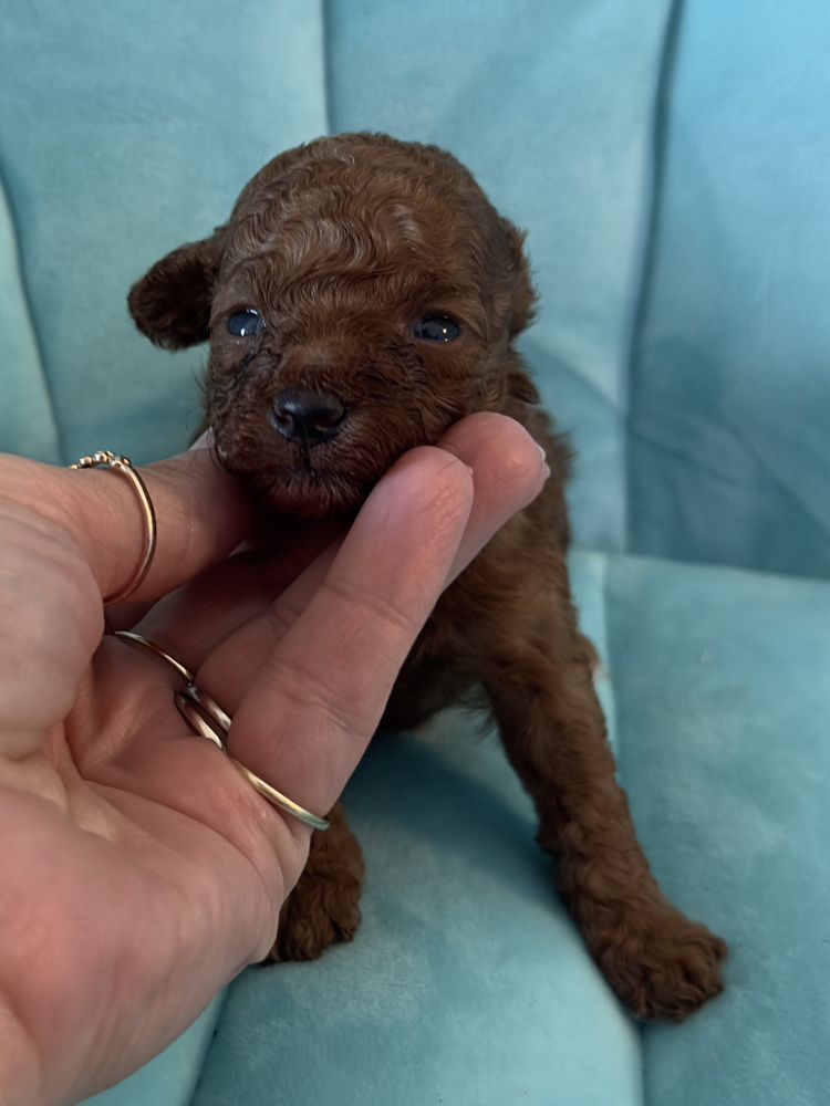 POODLE PUPPY PAWS - Updated July 2024 - 29 Photos - Bunnell, Florida ...