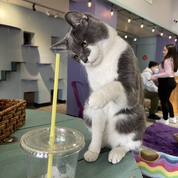 PHX CAT CAFE - 464 Photos & 124 Reviews - 147 E Garfield St, Phoenix, Arizona - Pet Adoption - Yelp