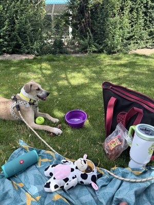 AMAZING DOGS RESCUE - Updated December 2025 - 10 Reviews - 416 W San ...