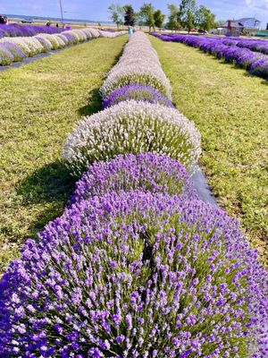 NEOB LAVENDER - Updated June 2025 - 76 Photos & 16 Reviews - 933 ...