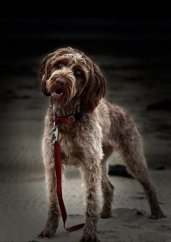 CENTRAL OREGON PET CARE PROS - Updated December 2025 - 19 Photos & 18 ...