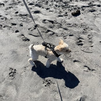 JUPITER DOG BEACH - Updated July 2025 - 27 Photos & 16 Reviews - 2188 ...