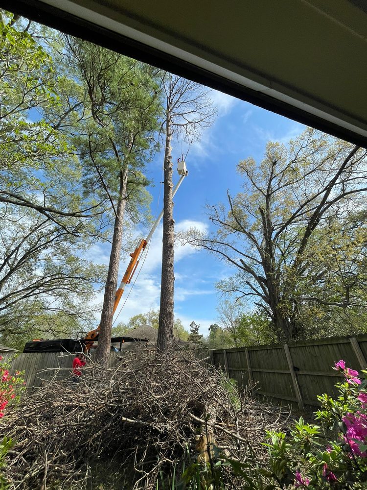 SANTANA TREE SERVICE - Updated September 2025 - 15 Photos - Baton Rouge ...