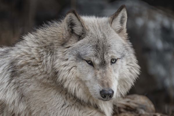 INTERNATIONAL WOLF CENTER - Updated October 2025 - 79 Photos & 33 ...