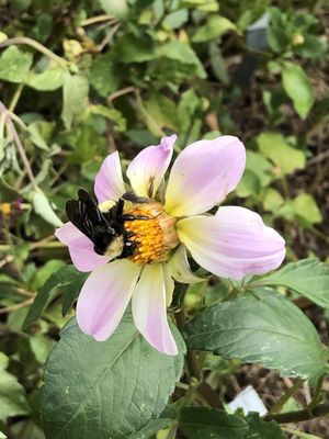 Same Day Service at JC Raulston Arboretum - Updated April 2025 - 633 ...