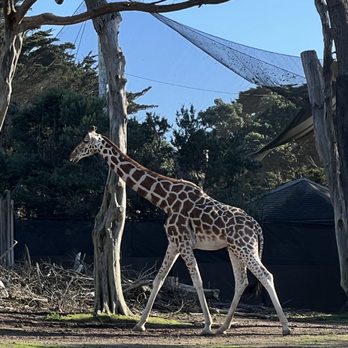 SAN FRANCISCO ZOO - 5327 Photos & 1635 Reviews - Sloat Blvd At The ...