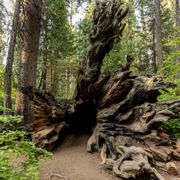 CALAVERAS BIG TREES STATE PARK - 1026 Photos & 312 Reviews - Parks ...