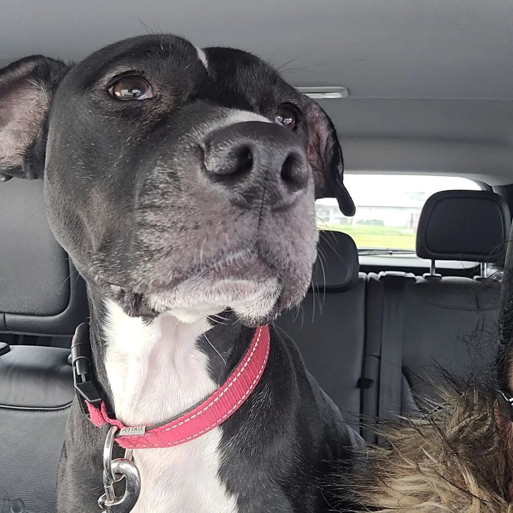 FRESNO HUMANE ANIMAL SERVICES - 5277 E Airways Blvd, Fresno, California ...