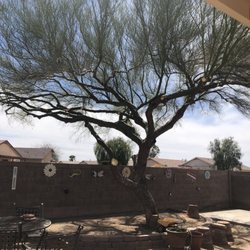 TREE MONKEY TREE TRIMMING - 36 Photos & 44 Reviews - Tucson, Arizona ...