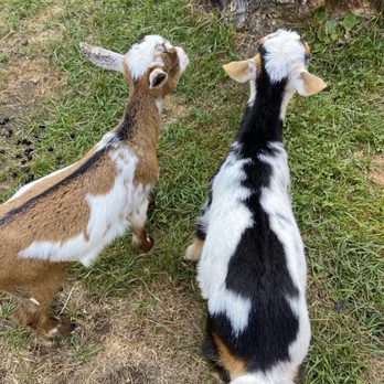 FORT RICKEY DISCOVERY ZOO - Updated October 2025 - 35 Photos & 10 ...