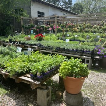 MAAS NURSERY - Updated December 2025 - 552 Photos & 141 Reviews - 5511 ...