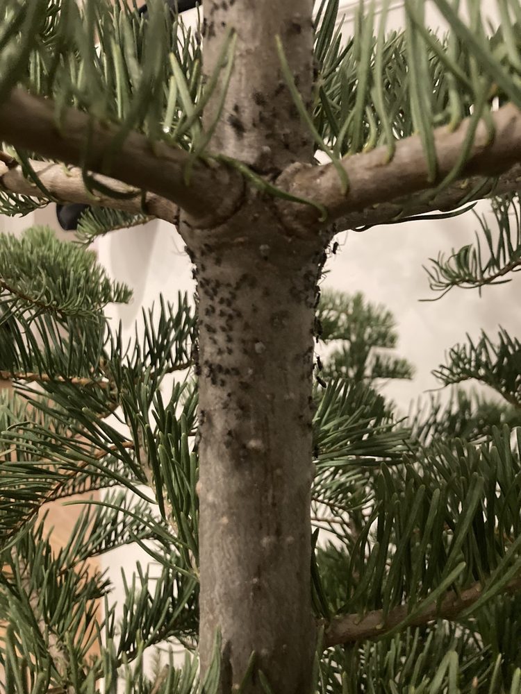 INDIAN ROCK TREE FARM - 22 Photos & 33 Reviews - 3800 N Canyon Rd ...