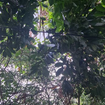 LEWIS TREE SERVICE - Updated September 2025 - 78 Photos & 61 Reviews ...