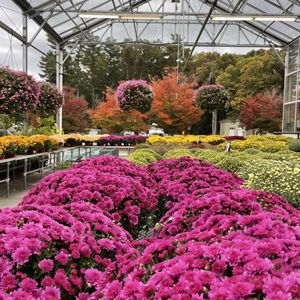 BRIGGS NURSERY - 121 Photos & 56 Reviews - 295 Kelley Blvd, North ...