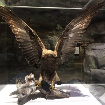 COOK MUSEUM OF NATURAL SCIENCE - Updated December 2025 - 68 Photos & 27 ...