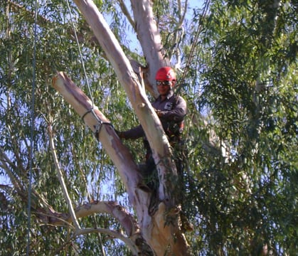 TREE PROS - Updated October 2025 - 52 Photos & 226 Reviews - 2836 W ...