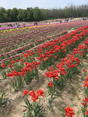 JP NIAGARA TULIP EXPERIENCE - Updated December 2025 - 34 Photos - 1934 ...