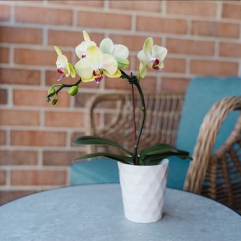 CYMNOW FLOWERS - Updated February 2025 - 156 Photos & 37 Reviews - 6757 ...