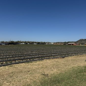 SWEET BERRY FARM - Updated October 2025 - 285 Photos & 185 Reviews ...