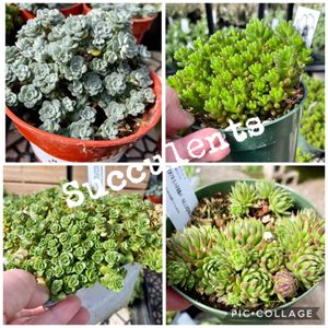 BONGARD’S TREESCAPE NURSERY - 27 Reviews - 12460 San Mateo Rd, Half ...