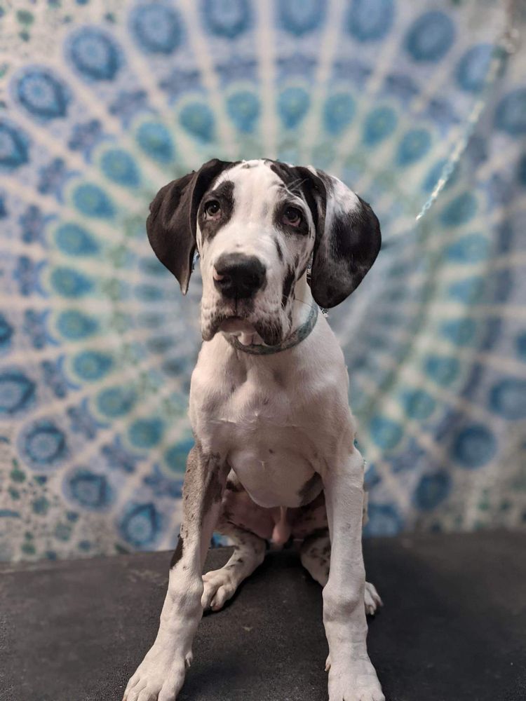 FUZZY TAILS GROOMING BOUTIQUE - Updated December 2024 - 67 Photos & 63 ...