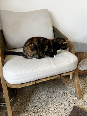 THE CAFFEINATED CAT CAFE - Updated October 2025 - 48 Photos & 21 ...