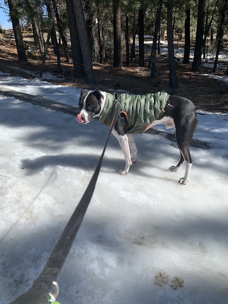 SOUTHEAST AREA ANIMAL CONTROL AUTHORITY - 166 Photos & 352 Reviews ...