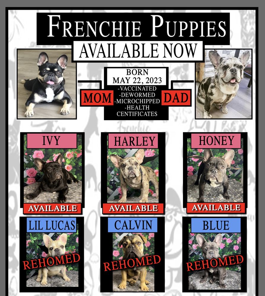 BELLA DOUGLAS FRENCHIE - Updated April 2024 - Hollywood, Florida - Pet ...