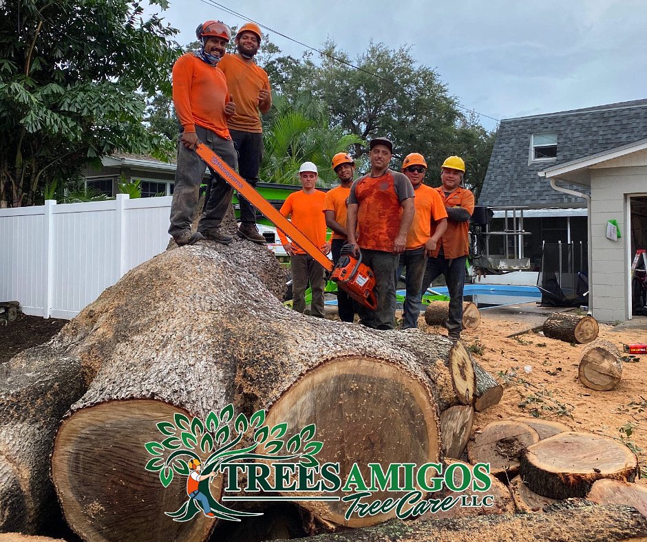 TREES AMIGOS TREE CARE - Updated March 2025 - St. Petersburg, Florida ...