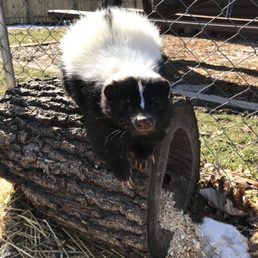 BIG RUN WOLF RANCH - Updated September 2025 - 84 Photos & 35 Reviews ...