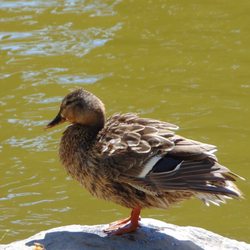 HILLSBORO PUBLIC LIBRARY - 61 Photos & 48 Reviews - 2850 NE Brookwood ...