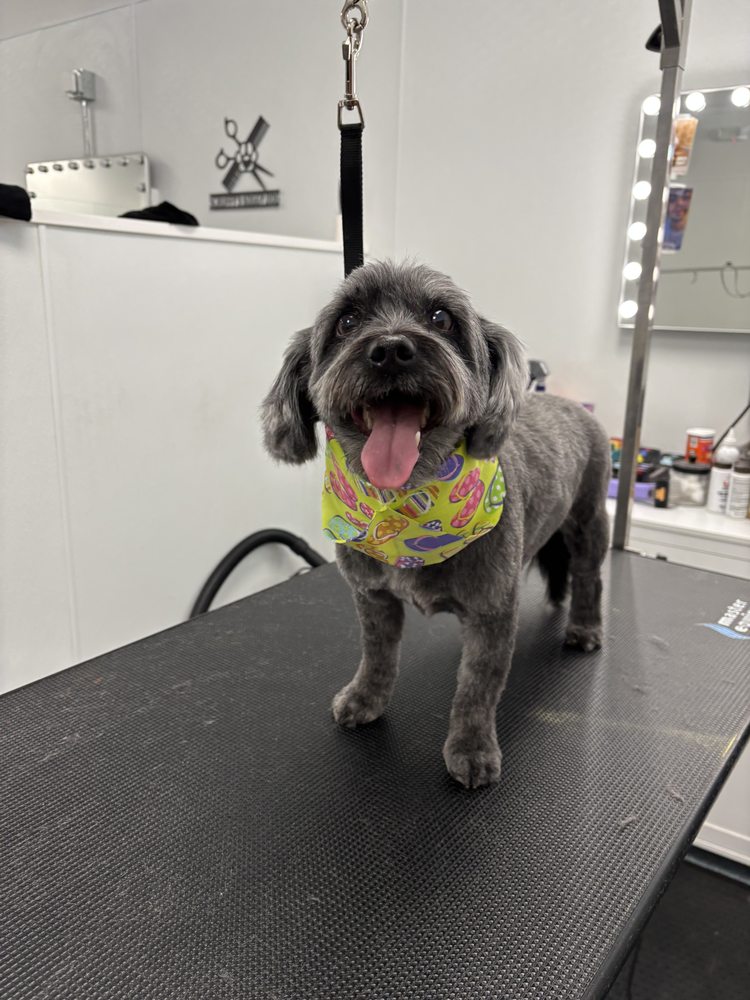 SCRUFFY’S SOGGY DOG SALON - Updated August 2025 - 107 Photos - 7843 W Jewell Ave, Lakewood ...