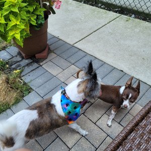 CHICAGO CANINE RESCUE - 40 Photos & 121 Reviews - 5272 N Elston Ave ...