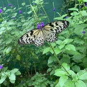 THE BUTTERFLY PLACE - 232 Photos & 80 Reviews - 120 Tyngsboro Rd ...