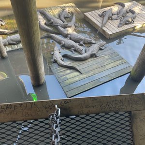 GATOR BEACH - 101 Photos & 45 Reviews - 20001 Emerald Coast Pkwy ...