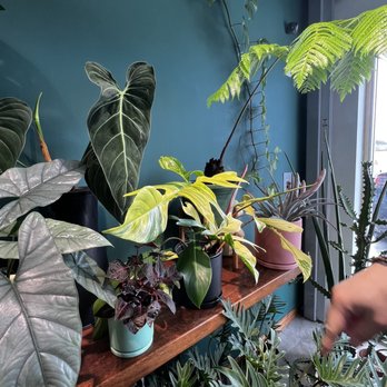 PLANTOEM - 426 Photos & 90 Reviews - 3457 Waialae Ave, Honolulu, Hawaii ...