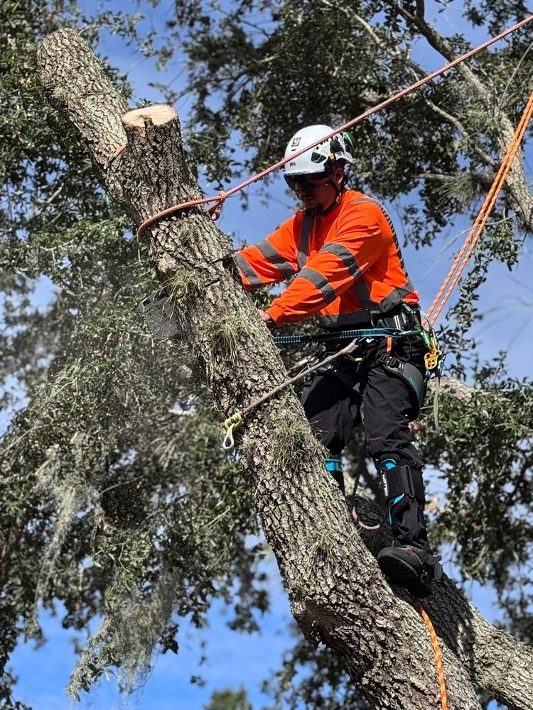 TREEVOLUTION - Updated September 2025 - Request a Quote - 22 Photos - Edgewood, Florida - Tree ...