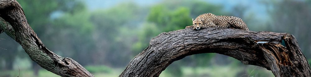 BARKING ZEBRA TOURS - Updated July 2025 - New York, New York - Tours ...