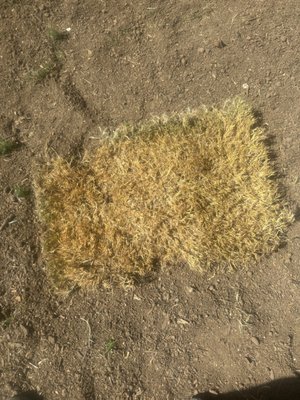 KING RANCH TURFGRASS - Updated October 2025 - 51 Photos - 4020 S Cooper ...