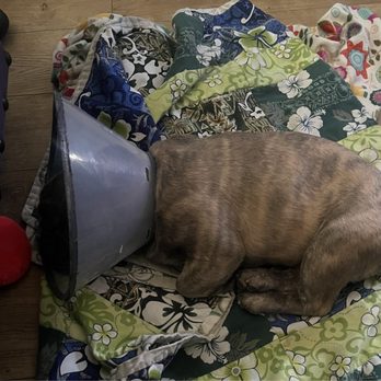 AMAZING SMALL ANIMAL PRACTICE - Updated July 2024 - 50 Photos & 114 ...