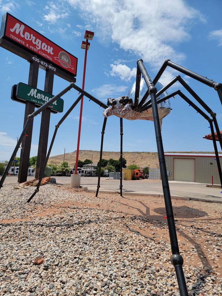 GIANT LICENSE PLATE SPIDER - Updated October 2024 - 11 Photos - St ...