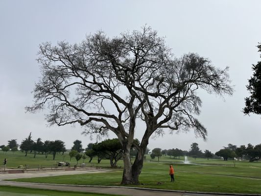 CALIFORNIA LANDSCAPE & TREE PROS - Updated February 2026 - 1184 Monroe St, Salinas, California ...