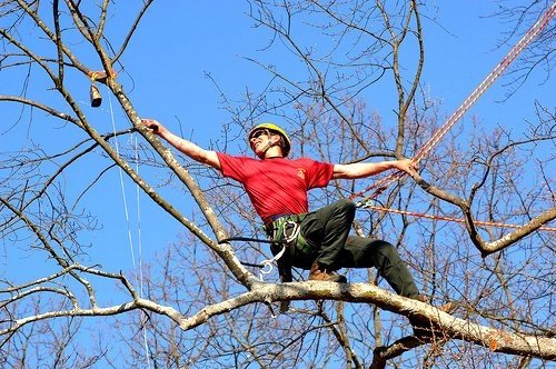 TOMS RIVER TREE SERVICE - Updated December 2025 - 17 Photos - 1889 Rte ...
