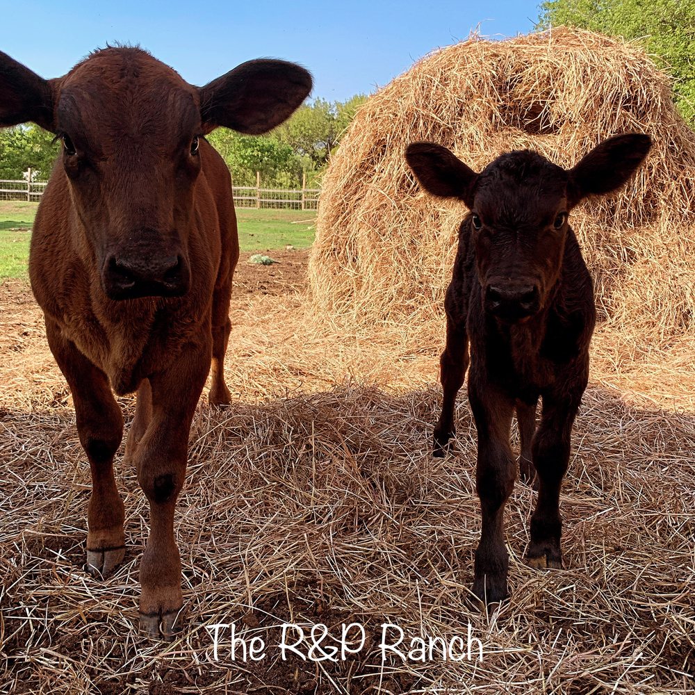 THE R&P RANCH - Updated September 2025 - 9409 Puritan Way, Rosharon ...