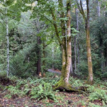 WONDERWOOD PARK - Updated September 2025 - 39 Photos & 14 Reviews - 5304 32nd Ave, Lacey ...