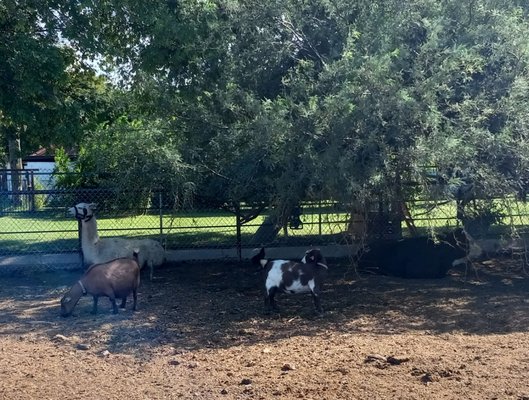 AMADIO RANCH FARM STORE - 123 Photos & 94 Reviews - 4701 W Dobbins Rd ...