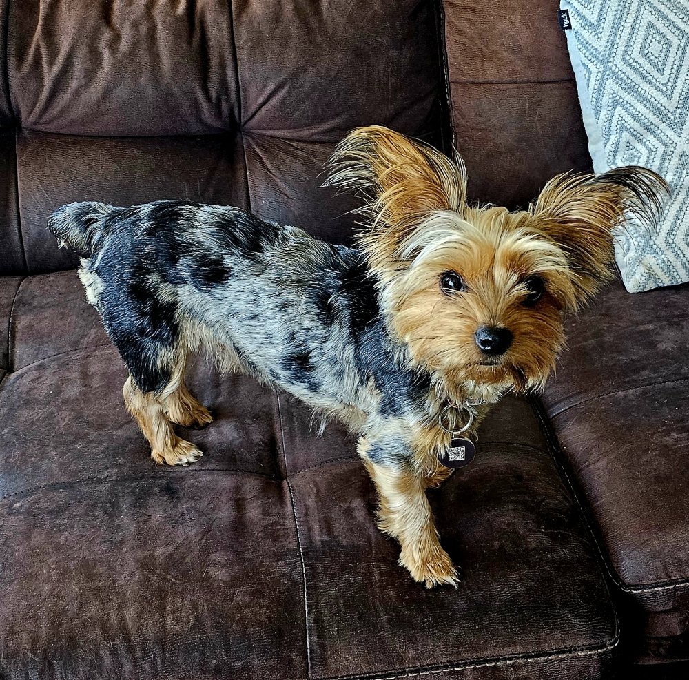 YORKIES OF THE OREGON COAST - Updated May 2024 - Request Information ...